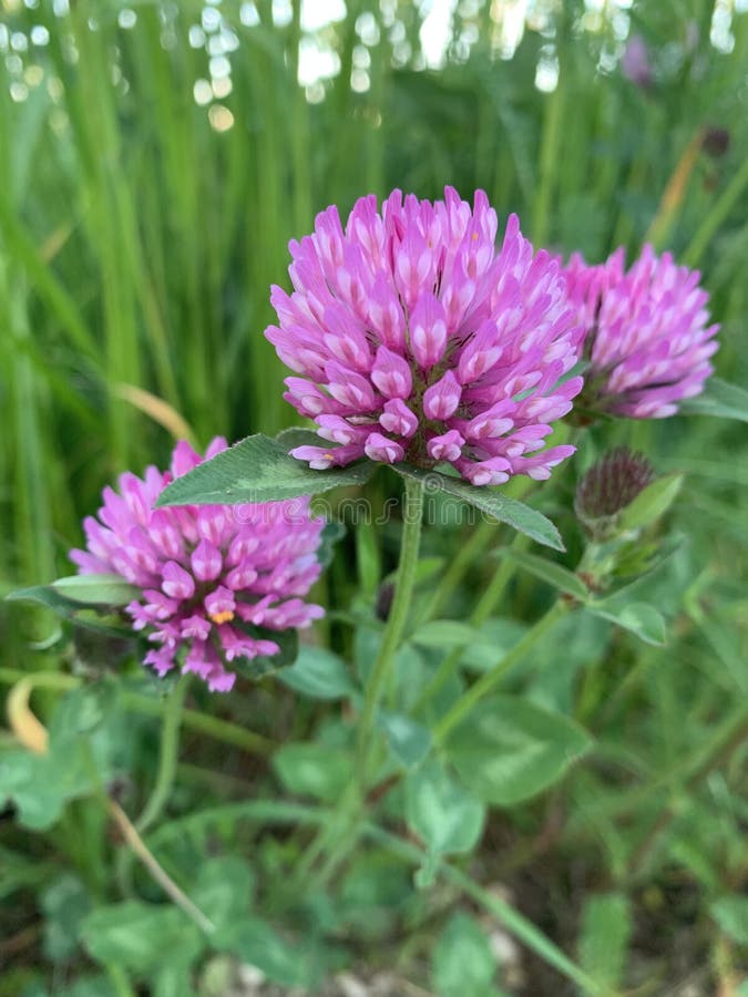 Pink Clover Flowers Bloom in a Field of Green Foliage, Creating a ...