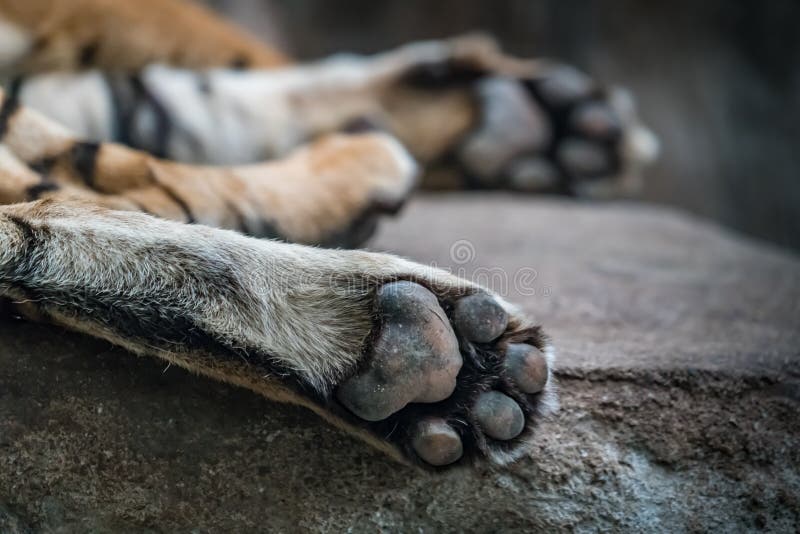 Tiger or Cat Foot Step on Mud Stock Image - Image of background, animal ...