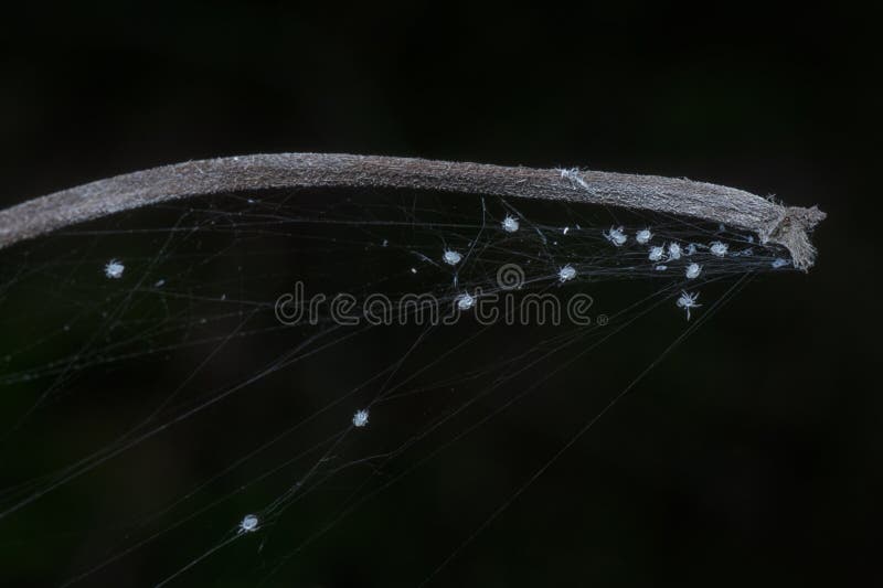 Close Up with Tiny White Baby Spiders Crawling the Web String. Stock ...