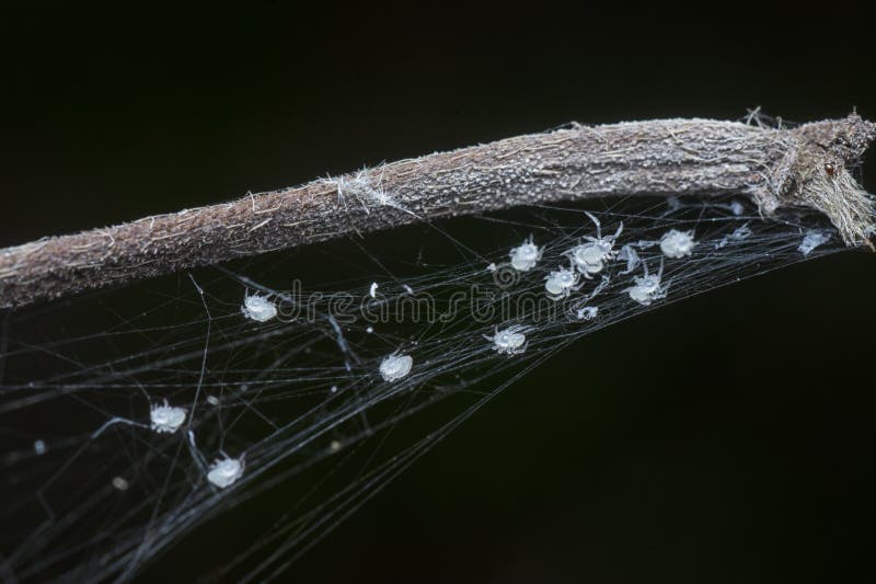Close Up with Tiny White Baby Spiders Crawling the Web String. Stock ...