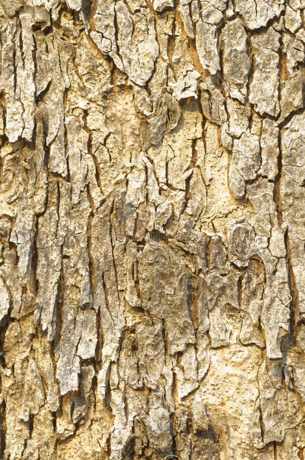 Close Up of Tree Bark Texture Stock Photo - Image of closeup, hard ...