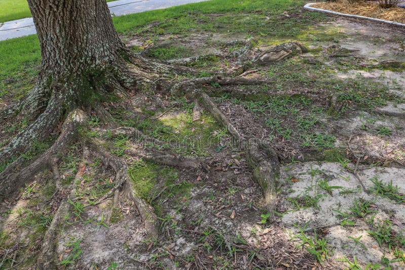 Close Up Image of a Tree Growing with the Roots Above Ground Stock ...