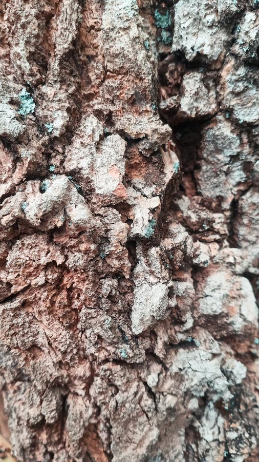 Close-up of Image Tree Skin on Day Stock Photo - Image of close, food ...