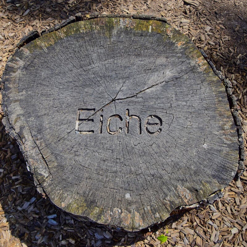 Close-up of a Tree Stump with the Word Eiche Carved into it Stock Photo ...