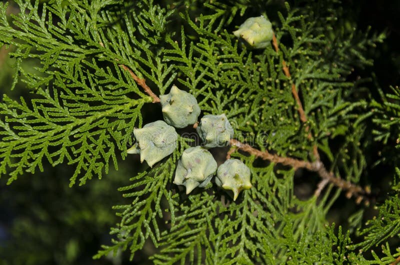 A Twig of a Common Yew with Male Cones Stock Image - Image of baccata ...