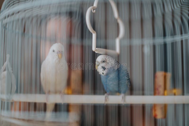 Two Parakeets in a Birdcage with a Calming Atmosphere Stock Image ...