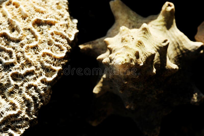 Close-up Image of Two Seashells on a Sandy Beach Stock Image - Image of ...