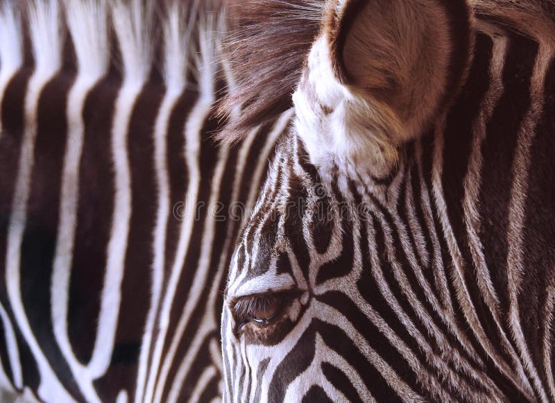 707 Close Up Zebra Eye Stock Photos - Free & Royalty-Free Stock Photos ...