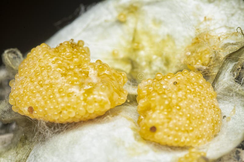 Unhatched Tiny Spider Eggs on the Silk Sac Web. Stock Image - Image of ...