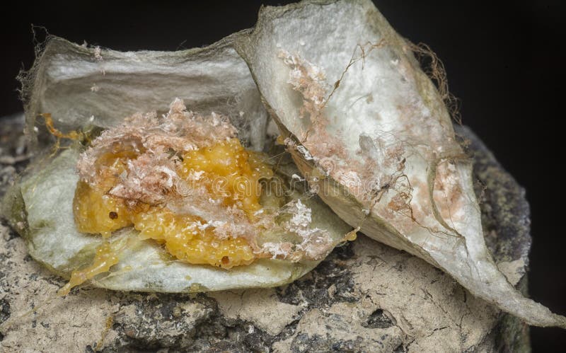 Unhatched Tiny Spider Eggs on the Silk Sac Web. Stock Photo - Image of ...