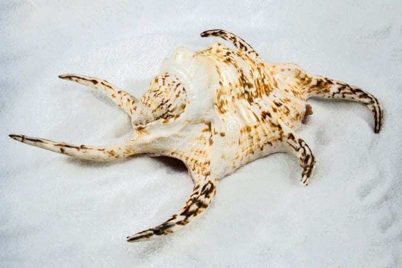 Spiked Sea Shell on a White Sand Stock Photo - Image of natural, sand ...