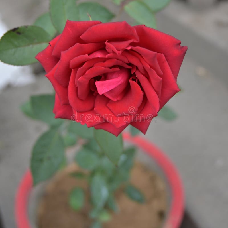 A Close-up Image of a Vibrant Red Rose with Multiple Petals Arranged in ...