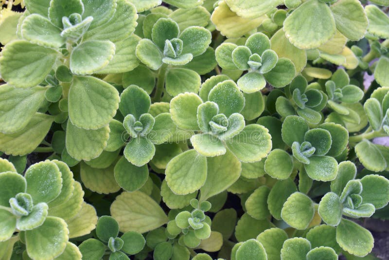 Close-up Image of Vicks Plants Stock Photo - Image of closeup ...