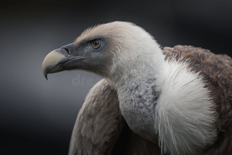 Close-up Image of a Vulture Showcasing Its Detailed Features Stock ...