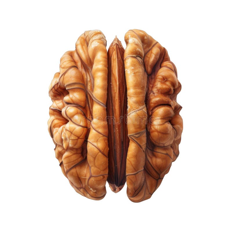 Cracked Open Walnut Shell Stock Illustrations – 541 Cracked Open Walnut ...