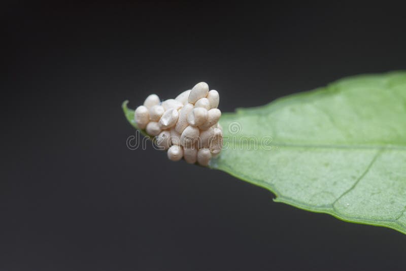 Close Up of the White Hyperparasite Hanging on the Tip End of the Grass ...