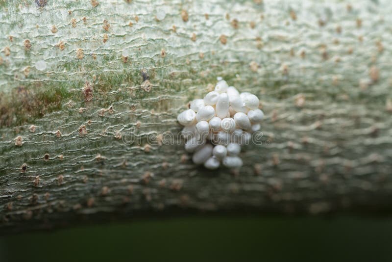 Close Up of the White Hyperparasite Hanging on the Tip End of the Grass ...