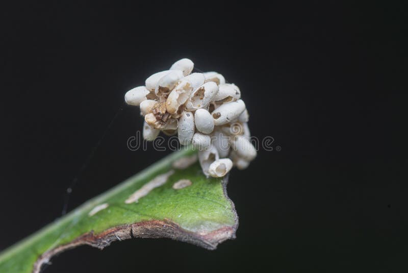 Close Up of the White Hyperparasite Hanging on the Tip End of the Grass ...