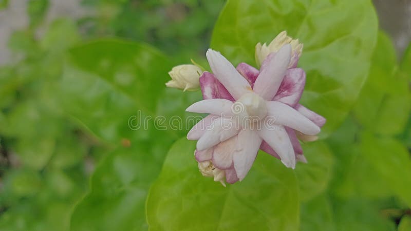 Close Up Image of White Jasmine Flower or Bunga Melati Stock Photo ...