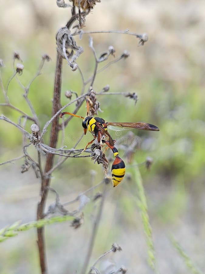 Yellow Jacket Wasp Perching on the Dried Twig. Stock Image - Image of ...