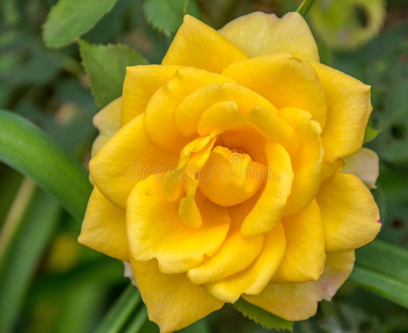 Yellow Rose Close Up Image Occupying the Whole Frame Stock Image ...