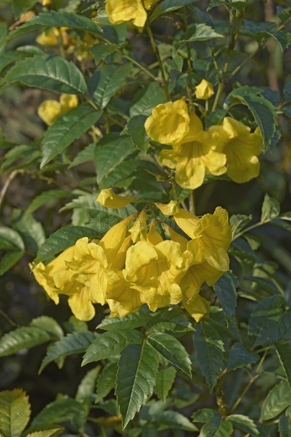 Close-up Image of Yellow Trumpetbush Flowers Stock Photo - Image of ...