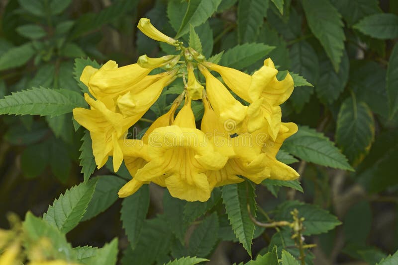 Close-up Image of Yellow Trumpetbush Flowers Stock Photo - Image of ...