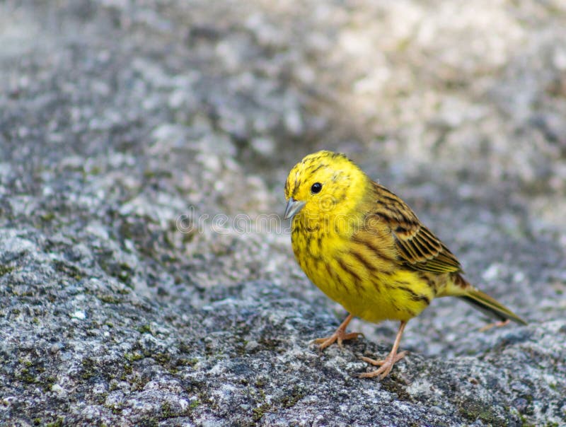 Yellowhammer Bird Stock Images - Download 844 Royalty Free Photos