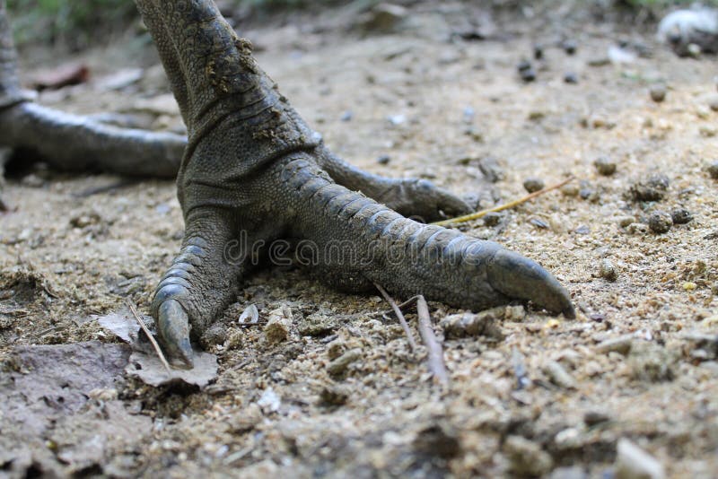 Close Up Image of Young Emu Foot Stock Photo - Image of young, animal ...