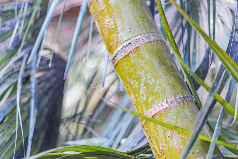 Close-up Image of a Young Plant with a Robust Stem, Circular Mark, and ...