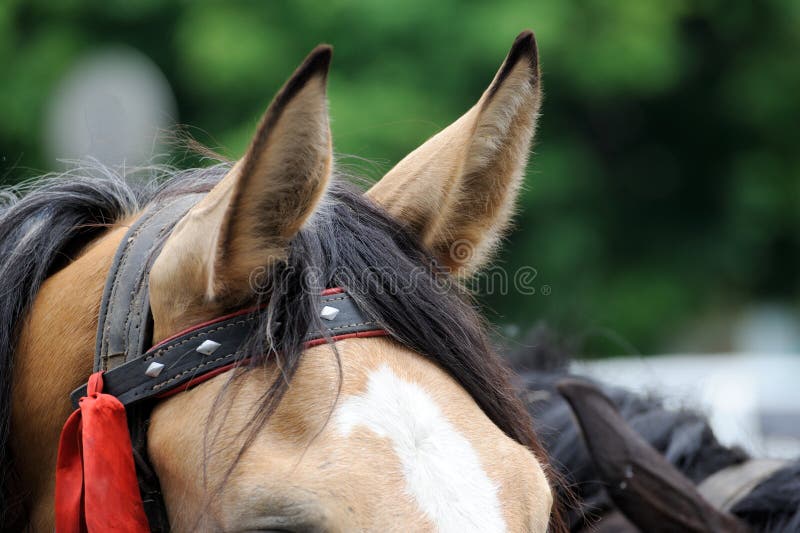Horses Ears
