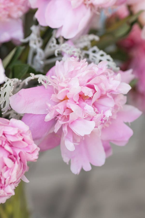 Close Up Images of Soft and Vibrant Pink Peonies Stock Image - Image of ...