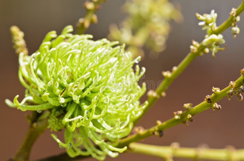 Close-up Rambutan Flower in Garden Stock Image - Image of nasan, fruit ...