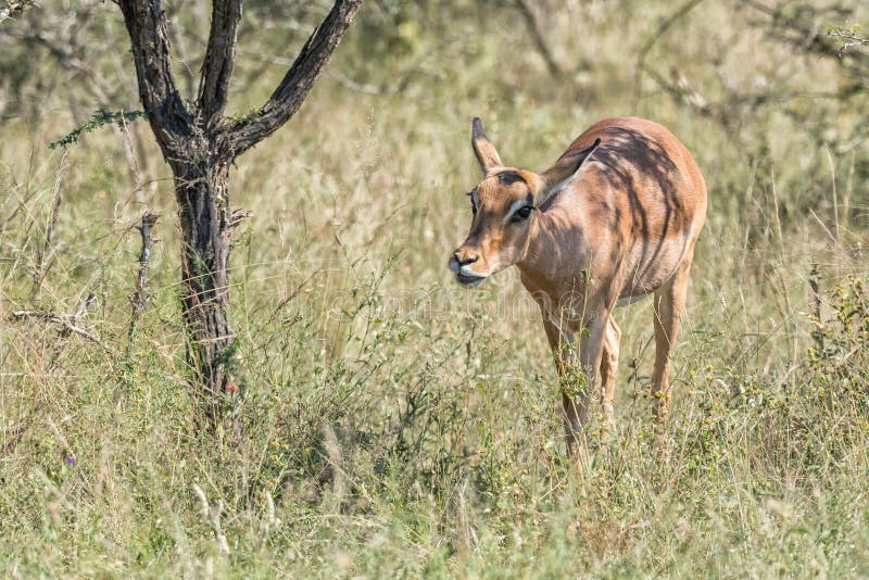 Close-up of an Impala Ewe Walking Stock Image - Image of close, tourism ...