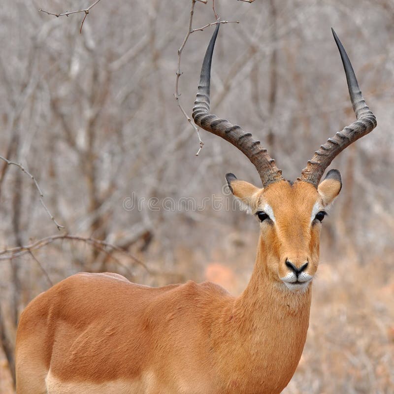 Impala ram in profile stock photo. Image of impala, african - 19333840