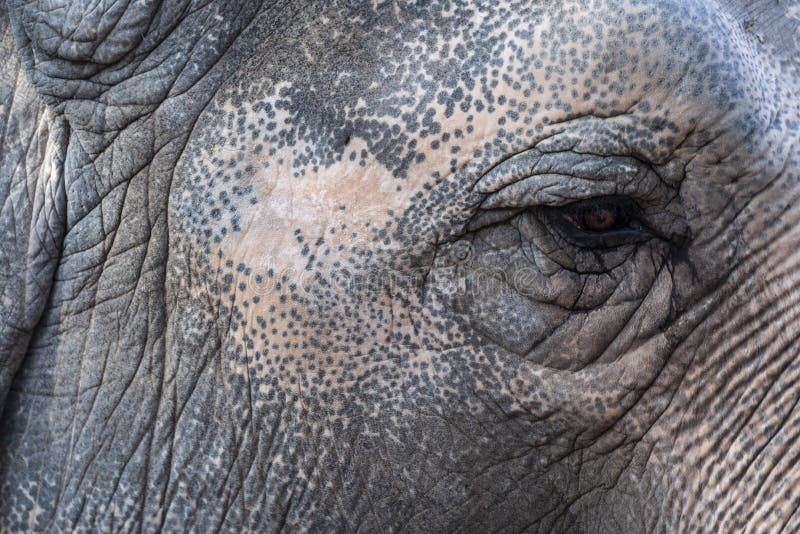 Eye of the elephant stock image. Image of wildlife, animal - 138600299