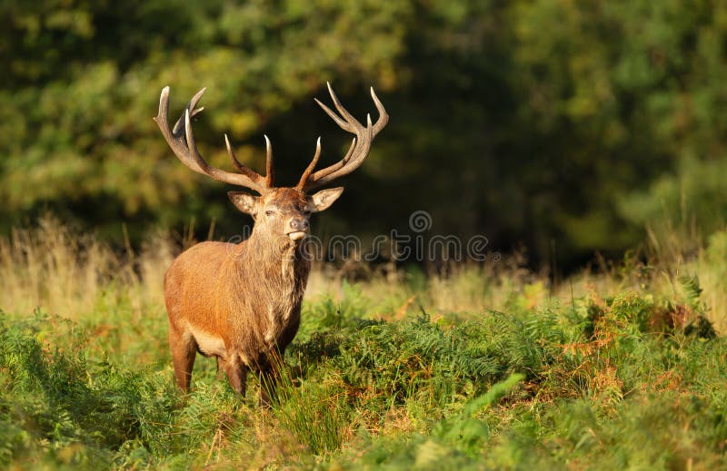 Close Up of an Impressive Red Deer Stag Standing in Bracken Stock Photo ...