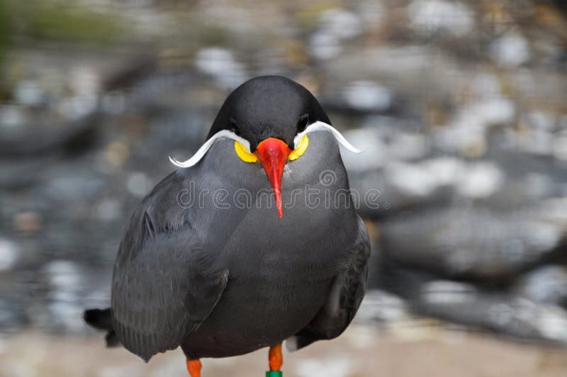Close Up of an Inca Tern stock photo. Image of laughing - 122491876