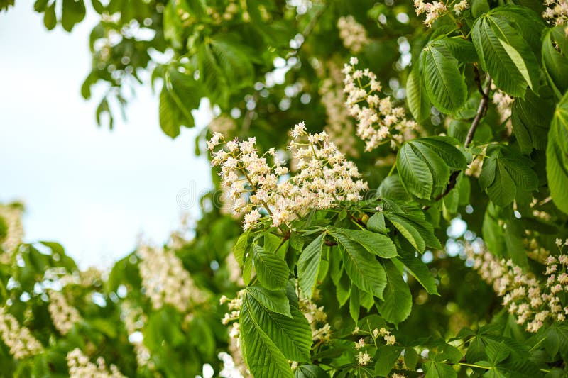 Close-up of the Incredibly Beautiful Chestnut Blossoms on Young Trees ...