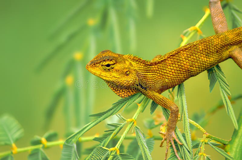 A Close Up of the Indian Chameleon on the Tree Stock Photo - Image of ...