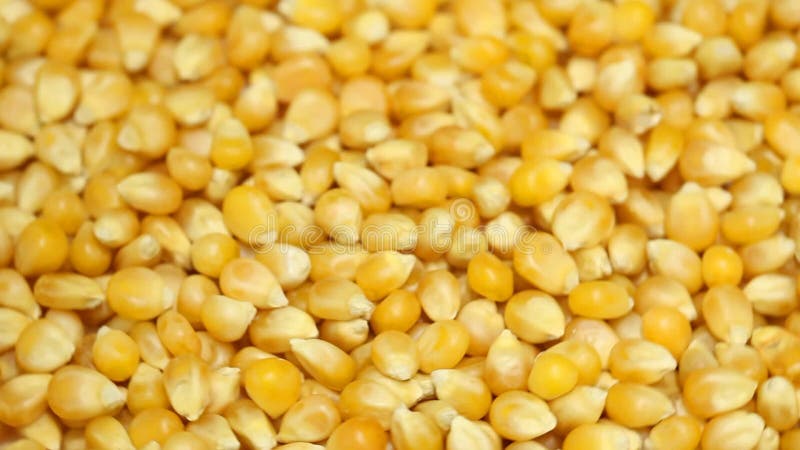Indian Corn Stock Footage & Videos - 563 Stock Videos