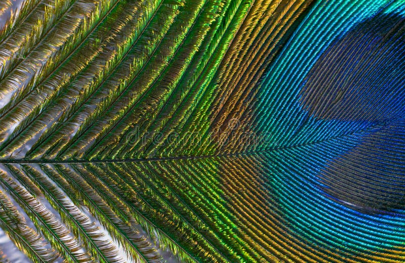 Close Up of Indian Peacock Colorful Tail Stock Image - Image of frame ...