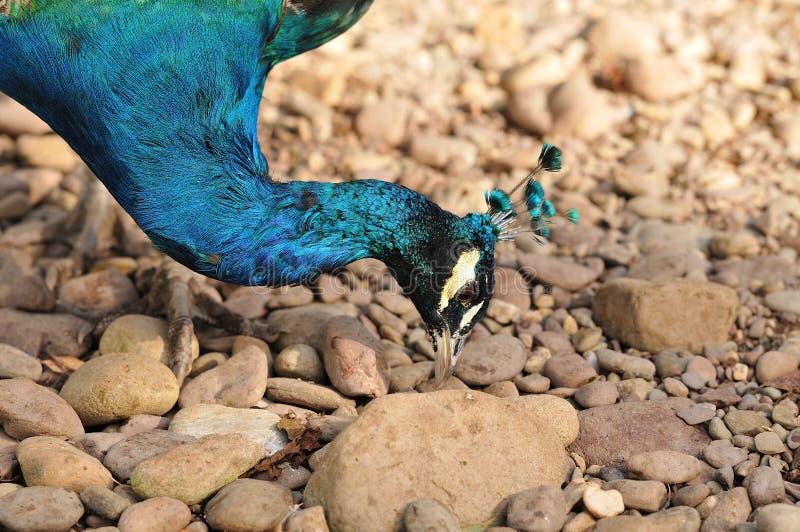 Palawan Peacock-Pheasant stock photo. Image of endemic - 41163810