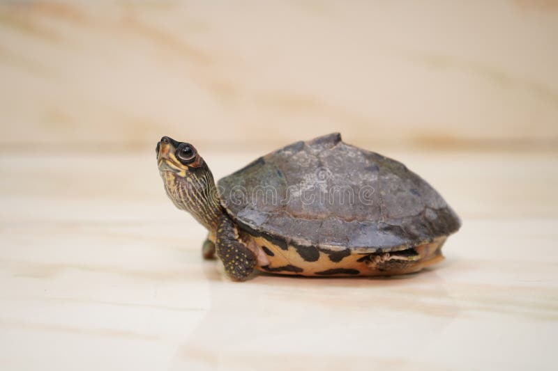 Close Up of Indian Roofed Turtle Stock Image - Image of animal, frog ...
