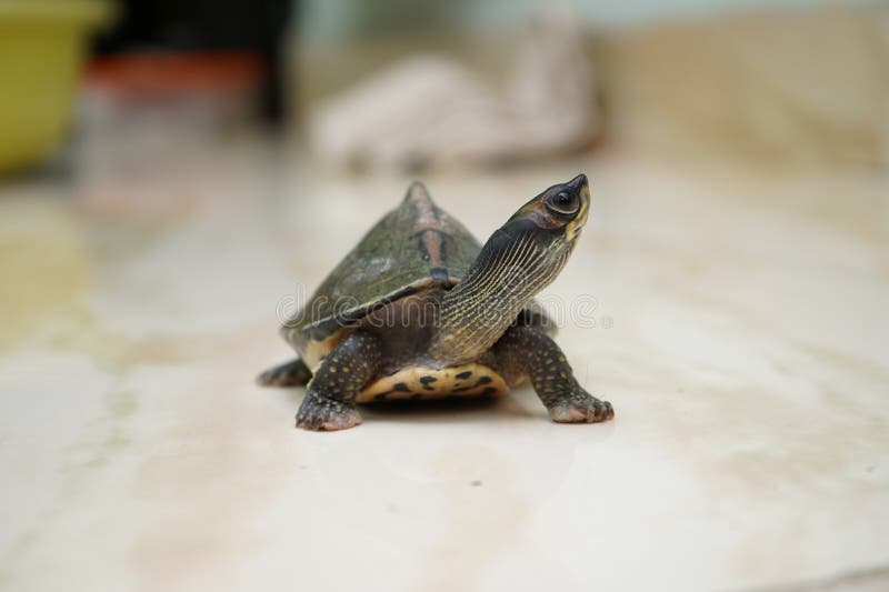 Close Up of Indian Roofed Turtle Stock Image - Image of turtle, summer ...