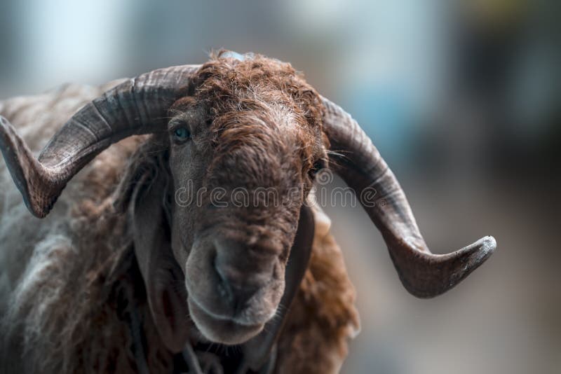 Close Up of Indian Sheep or Ram Breed Sheep or Awassi Breed Sheep in ...