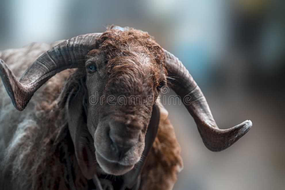 Close Up of Indian Sheep or Ram Breed Sheep or Awassi Breed Sheep in ...