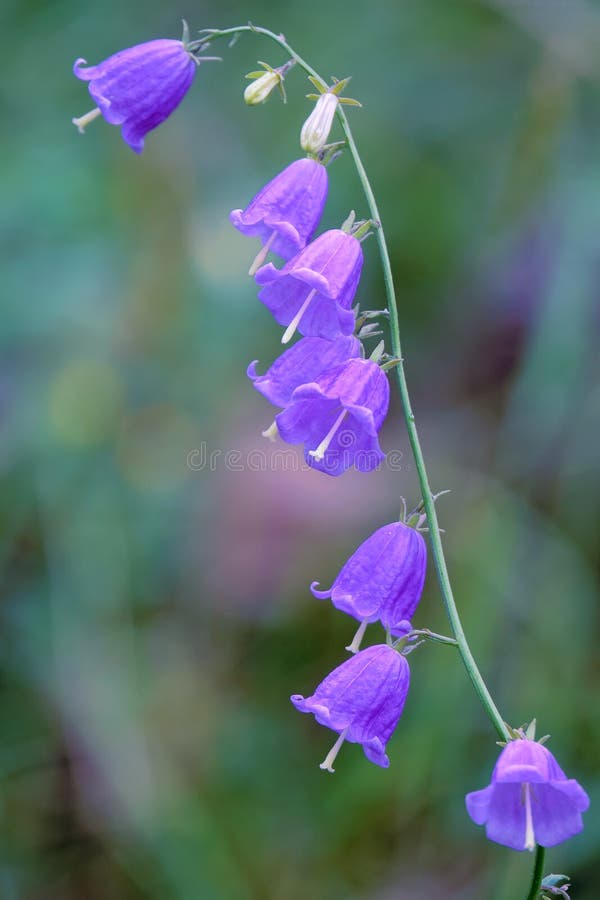 Adenophora stricta stock image. Image of nature, stricta - 194106295