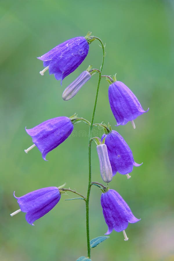 Adenophora stricta stock photo. Image of inflorescence - 194106362