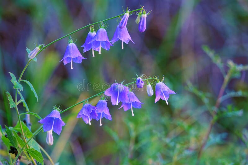 Adenophora stricta stock photo. Image of adenophora - 195861192